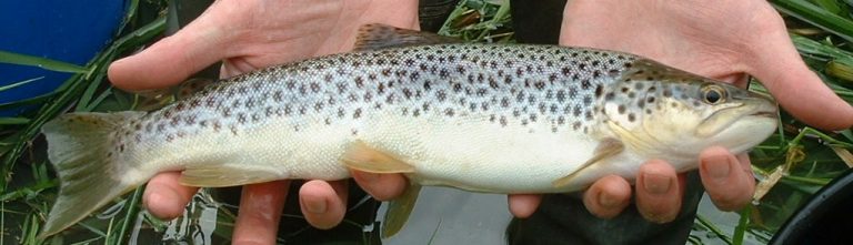 Fish in the River Maigue Catchment – Maigue Rivers Trust